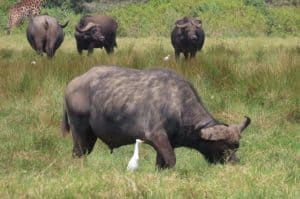 Amazing Animals in Tanzania: A Safari Photo Adventure