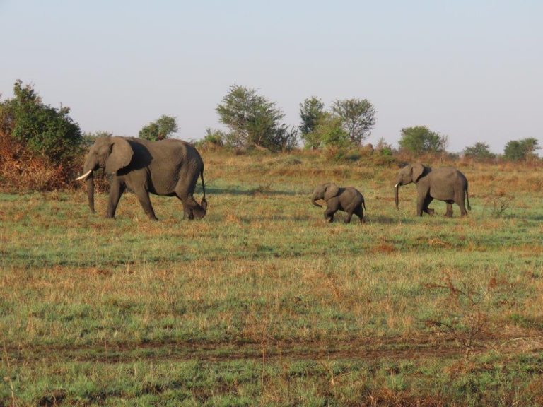 Amazing Animals in Tanzania: A Safari Photo Adventure