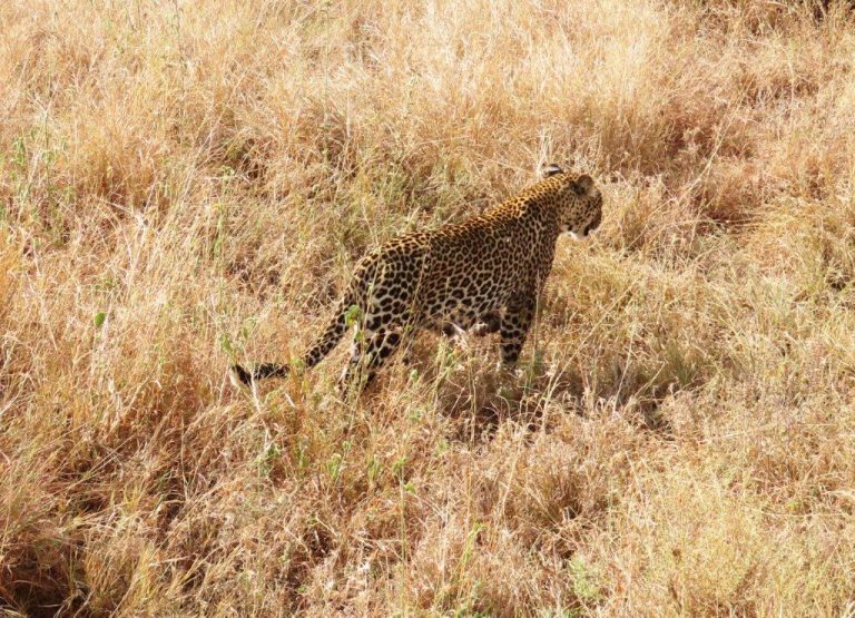 Amazing Animals in Tanzania: A Safari Photo Adventure