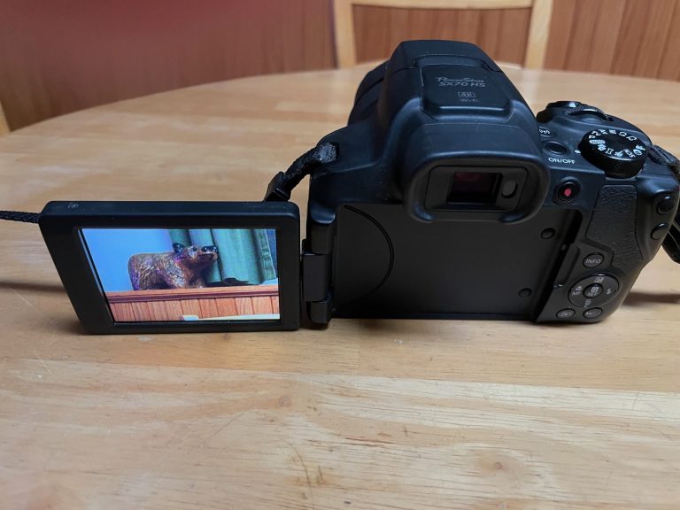 Best Camera for Safari? Simple to Use & Stunning Results
