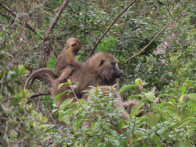 What’s an African Safari REALLY Like? All the Good & Not-so-Good Parts
