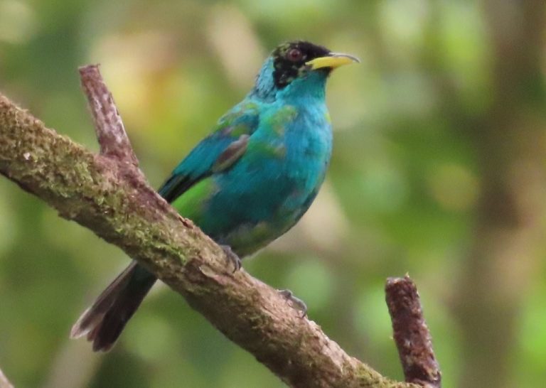 Colorful Birds of Costa Rica - A Photo Album