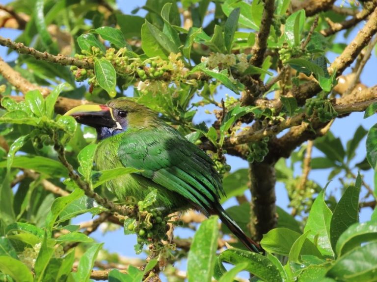 Where are the Best Places to Find Birds in Monteverde?