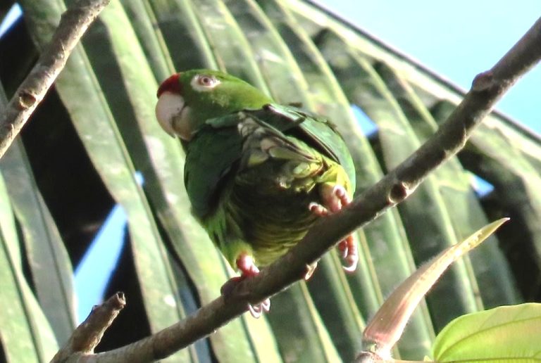 Birds in Panama: Where We Found the Most Colorful Species