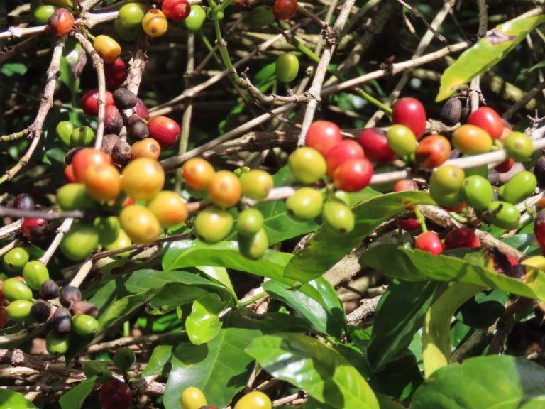 The Finca Lerida Coffee Plantation - An Unexpected Surprise