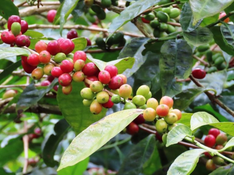 The Finca Lerida Coffee Plantation - An Unexpected Surprise