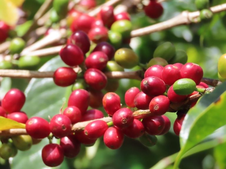 The Finca Lerida Coffee Plantation - An Unexpected Surprise