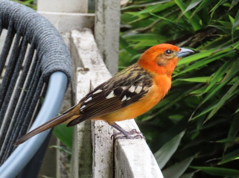 Birds in Panama: Where We Found the Most Colorful Species