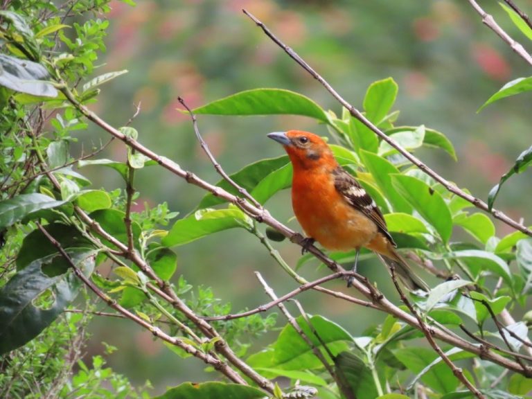 Birds in Panama: Where We Found the Most Colorful Species