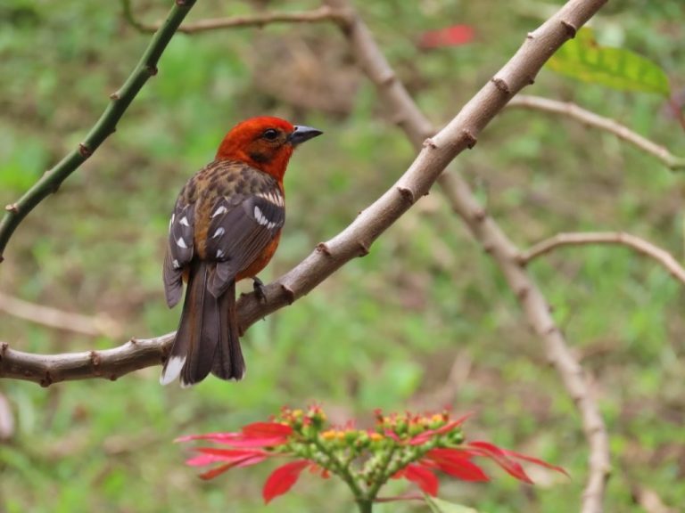 Birds in Panama: Where We Found the Most Colorful Species