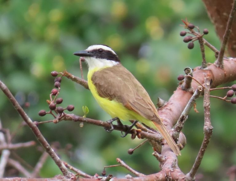 Birds in Panama: Where We Found the Most Colorful Species