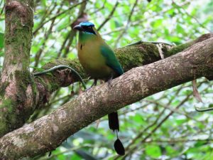 Birds in Panama: Where We Found the Most Colorful Species
