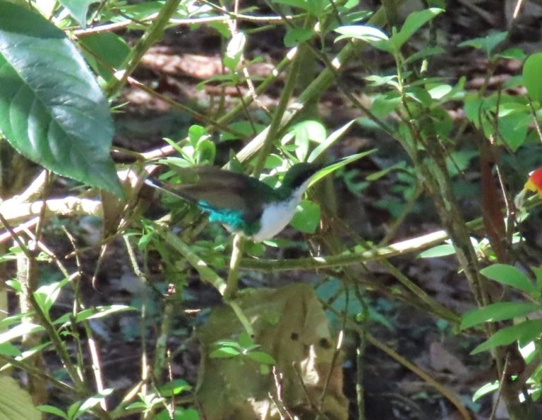 Birds in Panama: Where We Found the Most Colorful Species