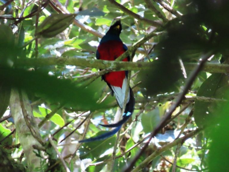 Birds in Panama: Where We Found the Most Colorful Species