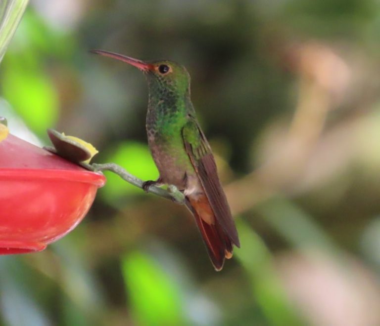 Birds in Panama: Where We Found the Most Colorful Species