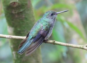 Birds in Panama: Where We Found the Most Colorful Species