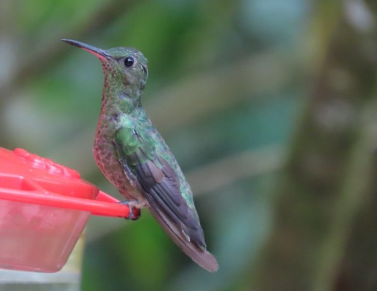 Birds in Panama: Where We Found the Most Colorful Species