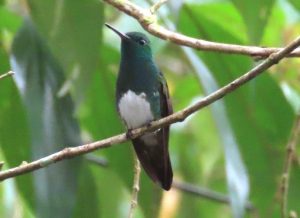Birds in Panama: Where We Found the Most Colorful Species