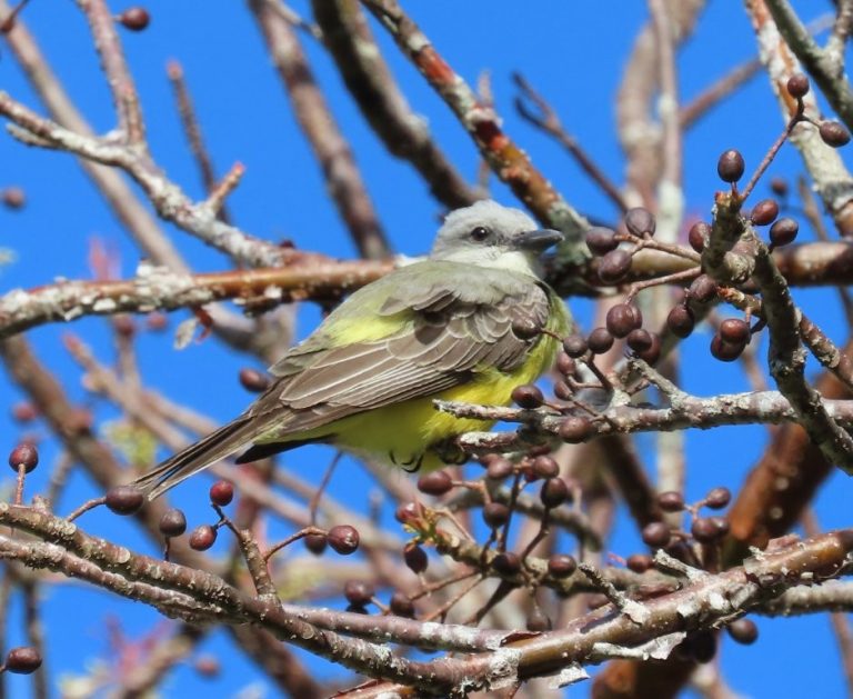 Colorful Birds in Panama – A Bird-watcher's Dream Come True!