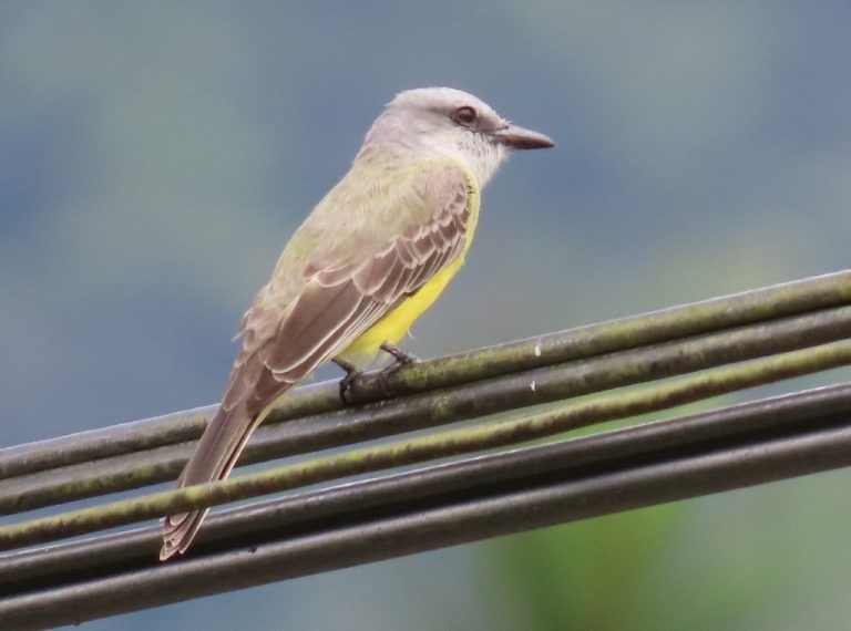 Colorful Birds in Panama – A Bird-watcher's Dream Come True!