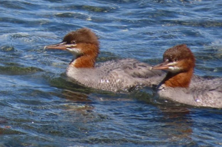 British Columbia Birds: Birdwatching Adventures in Vancouver & Beyond