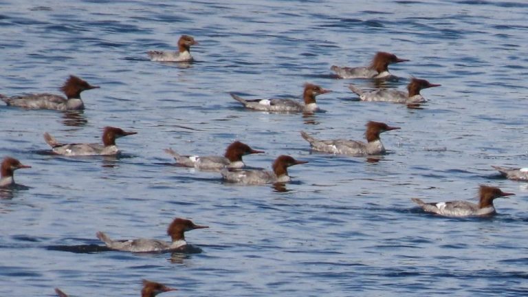 British Columbia Birds: Birdwatching Adventures in Vancouver & Beyond