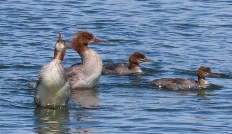 British Columbia Birds: Birdwatching Adventures in Vancouver & Beyond