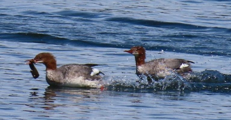 British Columbia Birds: Birdwatching Adventures in Vancouver & Beyond